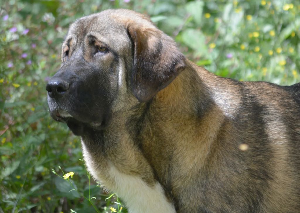 Accueil - Elevage de la Montée du Col -- élevage passion de chiens ...